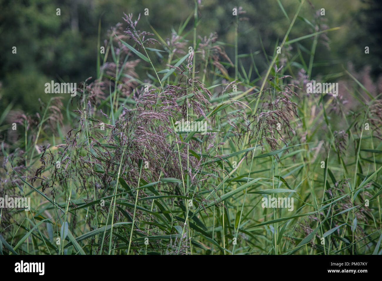 Reed Plants Stock Photos & Reed Plants Stock Images - Alamy