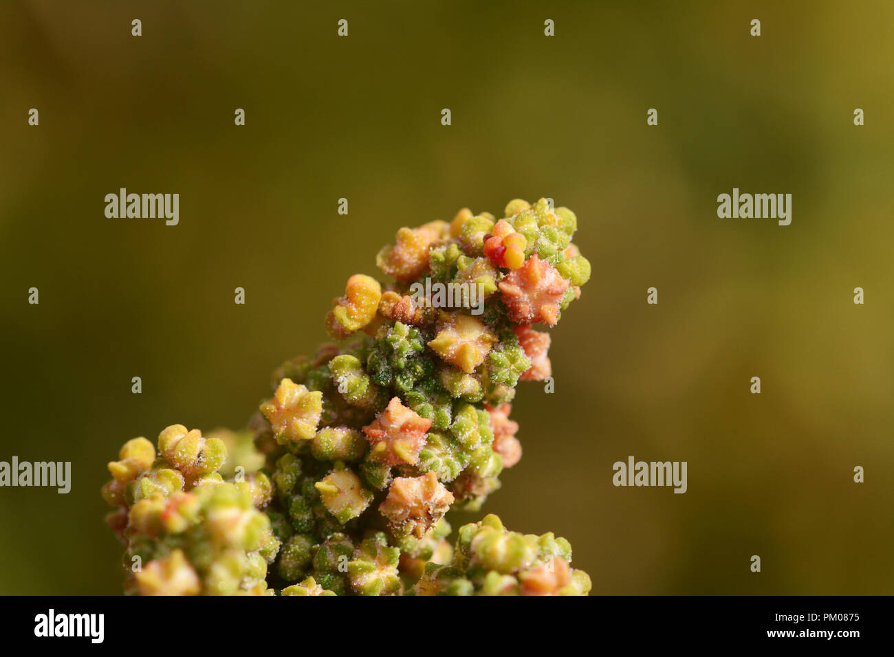Quinoa plant hi-res stock photography and images - Alamy