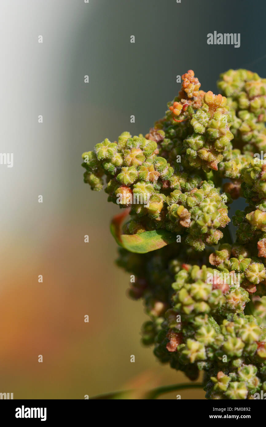 Goosefoot family hi-res stock photography and images - Alamy