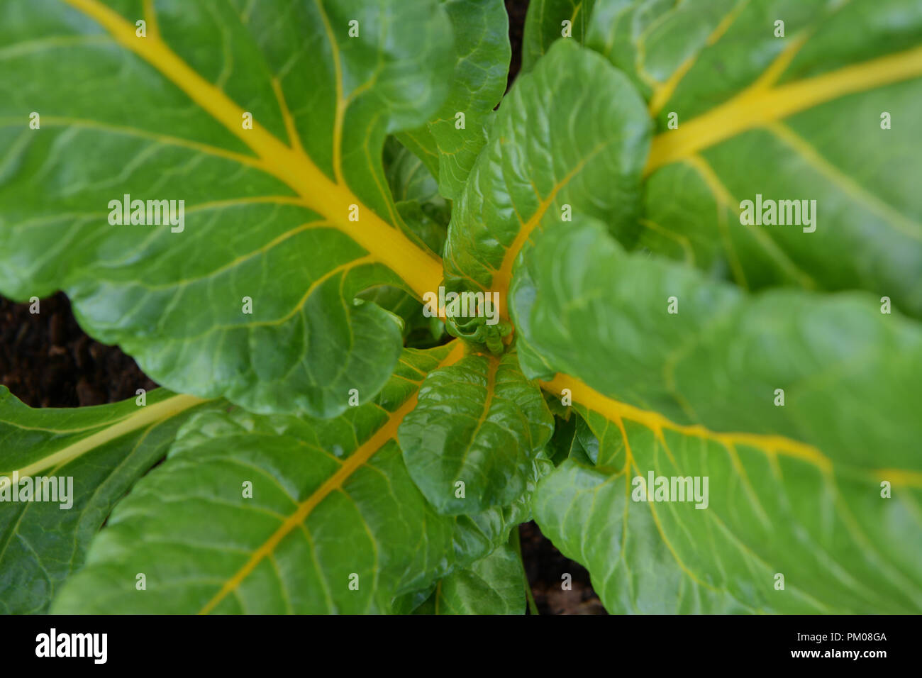 Bright lights rainbow chard vegetable hi-res stock photography and ...