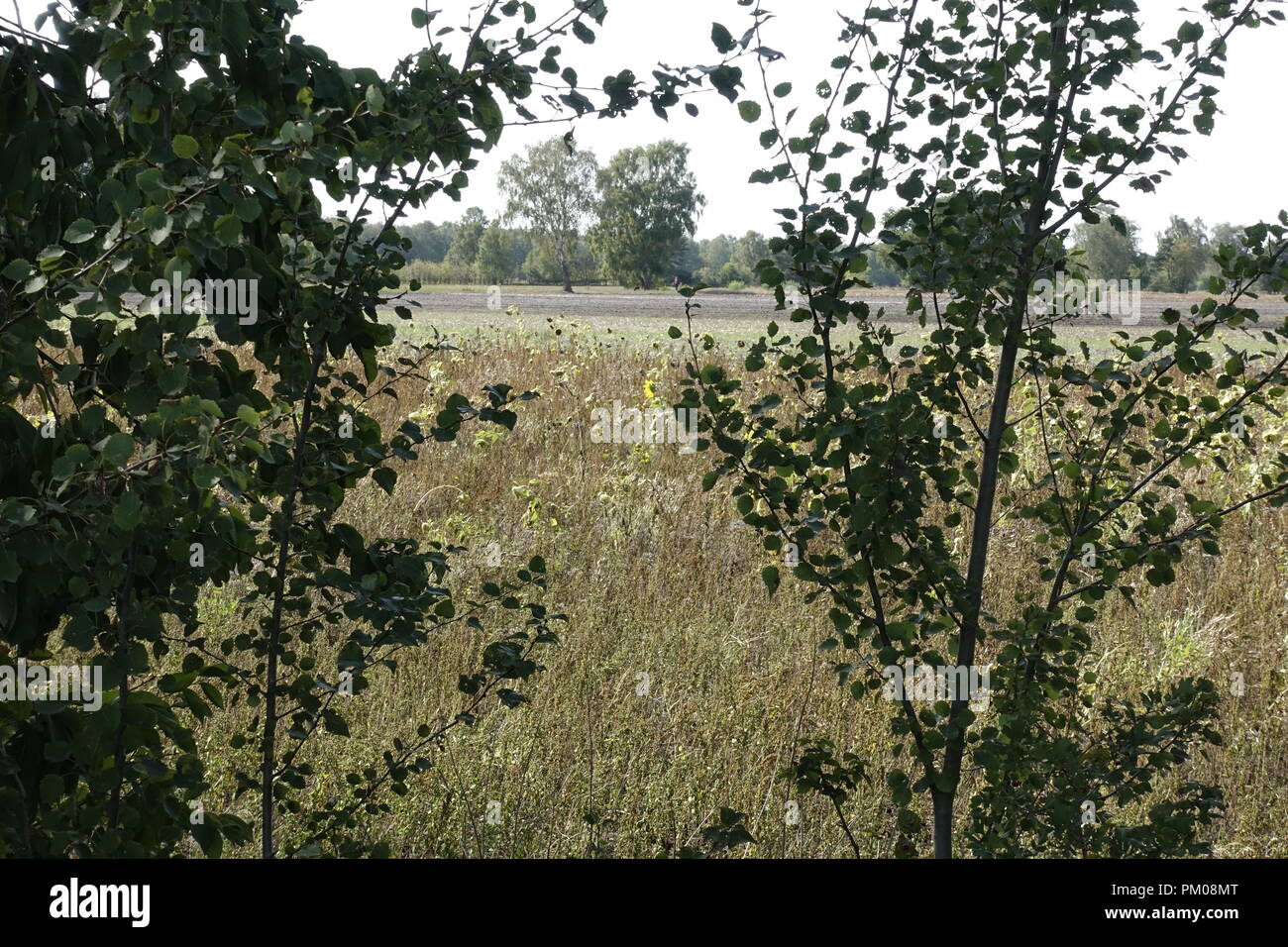 Animals in otternhagener moor hi-res stock photography and images - Alamy