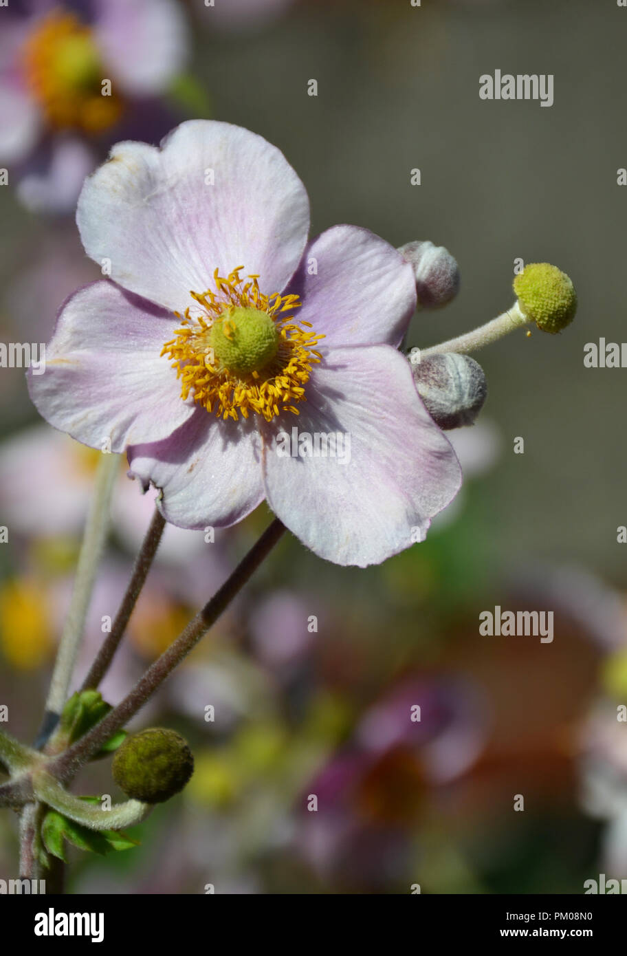 Blossom under the sun hi-res stock photography and images - Alamy