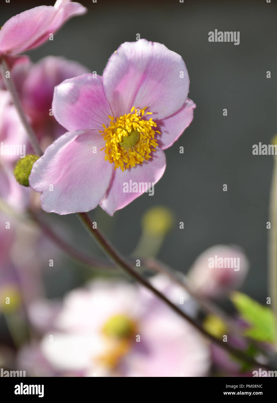 Pink flower under the sun light Stock Photo - Alamy