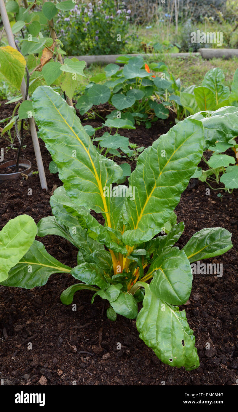 Lush Swiss chard plant with large green leaves and bright yellow stalks ...