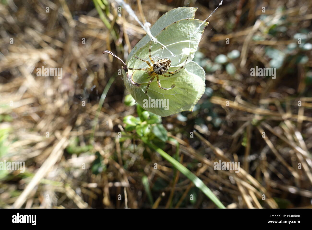 Animals in otternhagener moor hi-res stock photography and images - Alamy