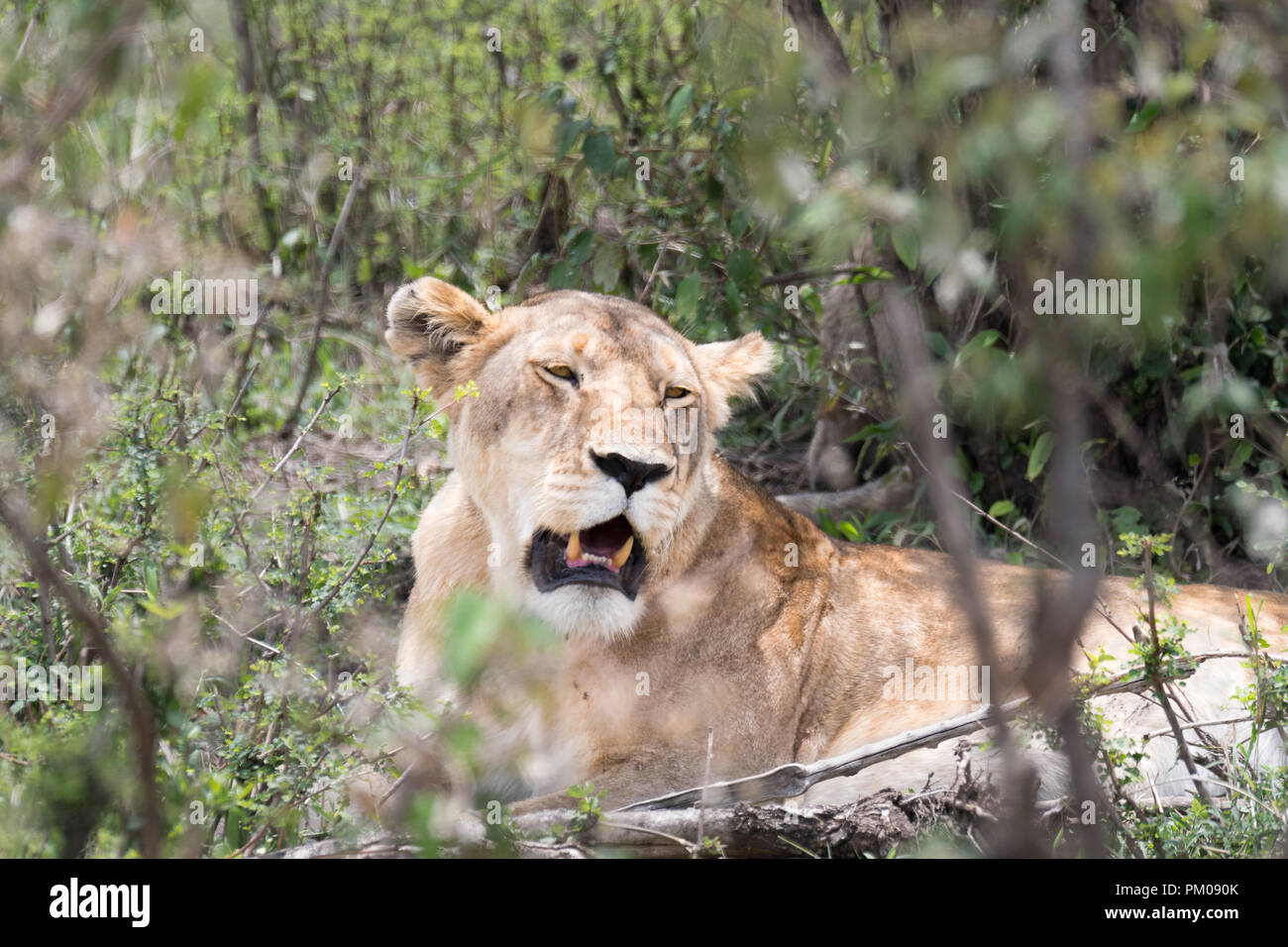 Lion resting in the midday heat in Serengeti Africa, Tanzania Stock ...