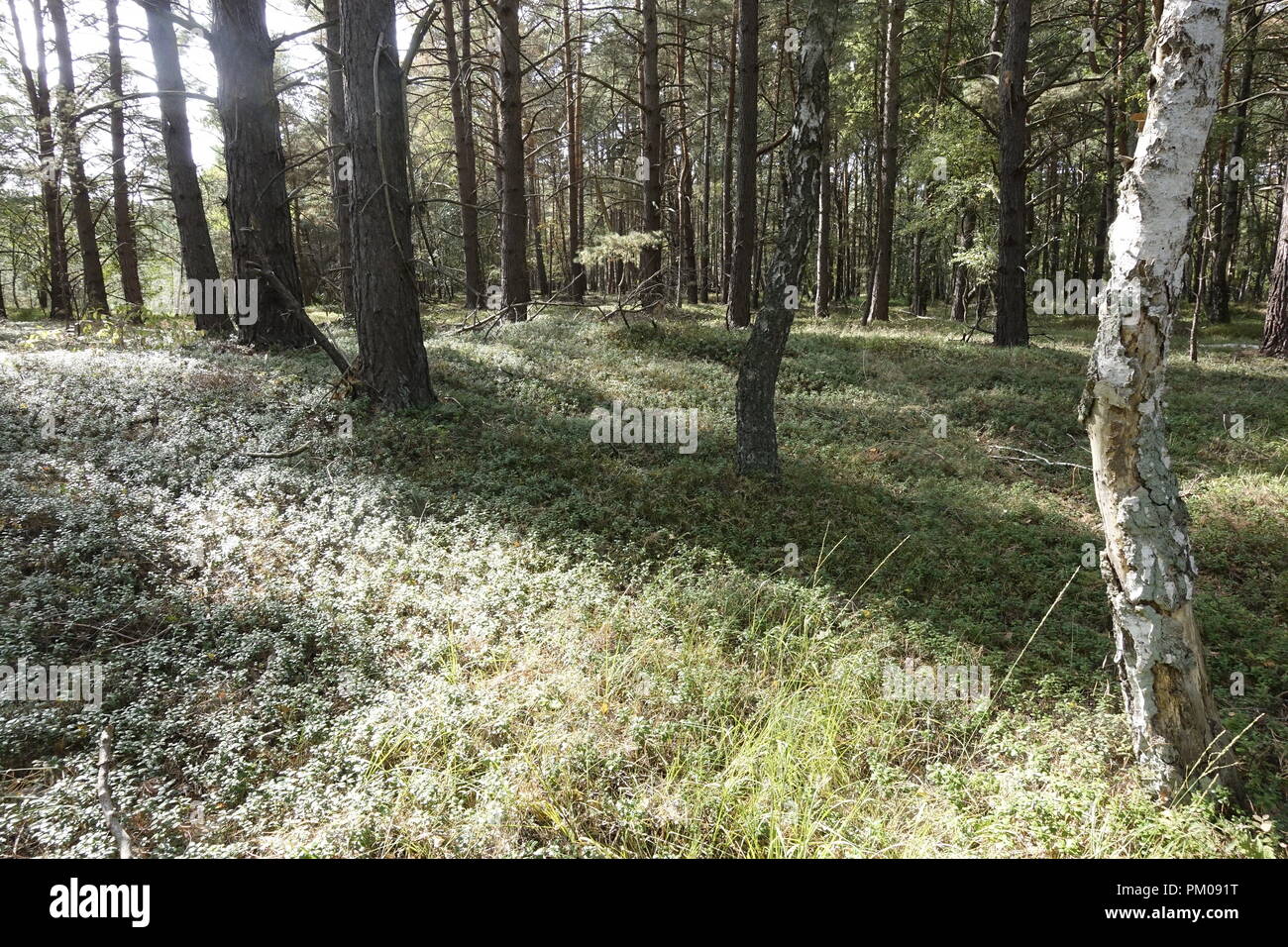 Animals in otternhagener moor hi-res stock photography and images - Alamy