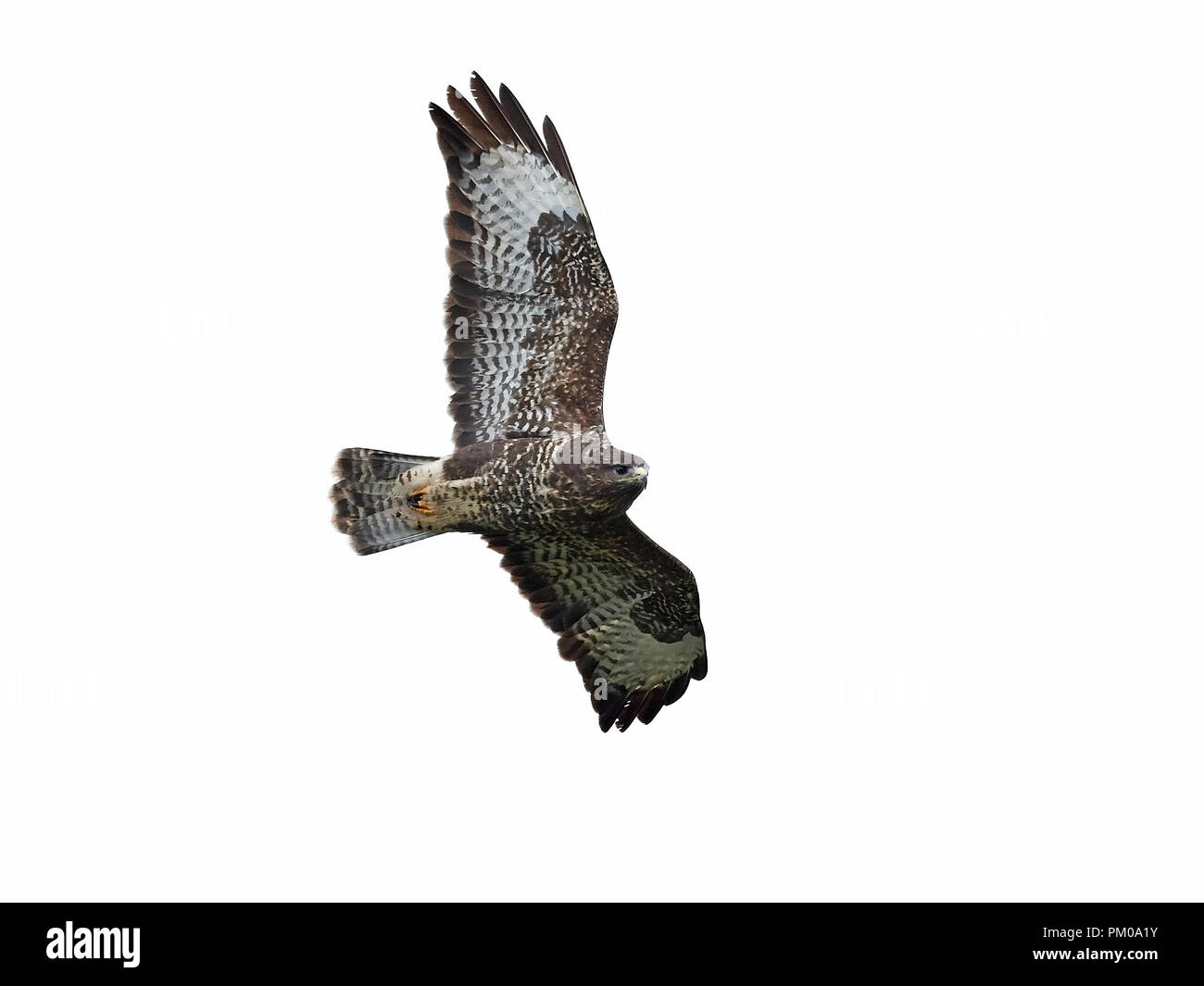 Common buzzard in flight isolated on a white background Stock Photo - Alamy