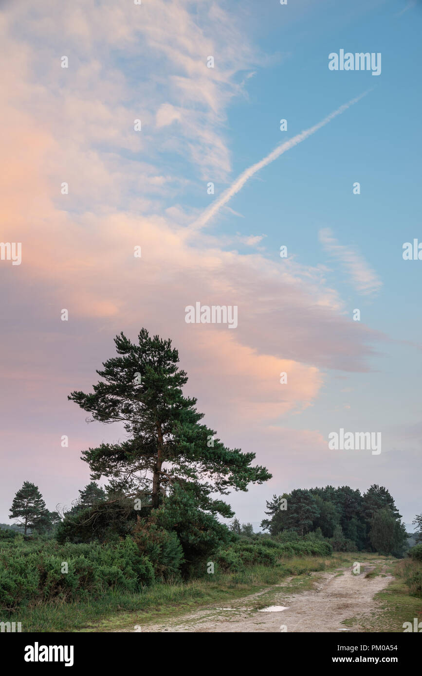 Sunset ashdown forest hi-res stock photography and images - Alamy