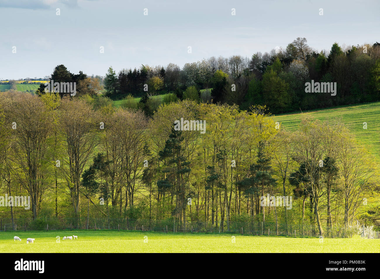 An image of rows of trees showing their beautiful colours of springtime ...