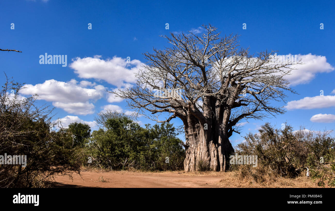 A landscap photograph of a giant Boabab tree in bright sunshine and ...