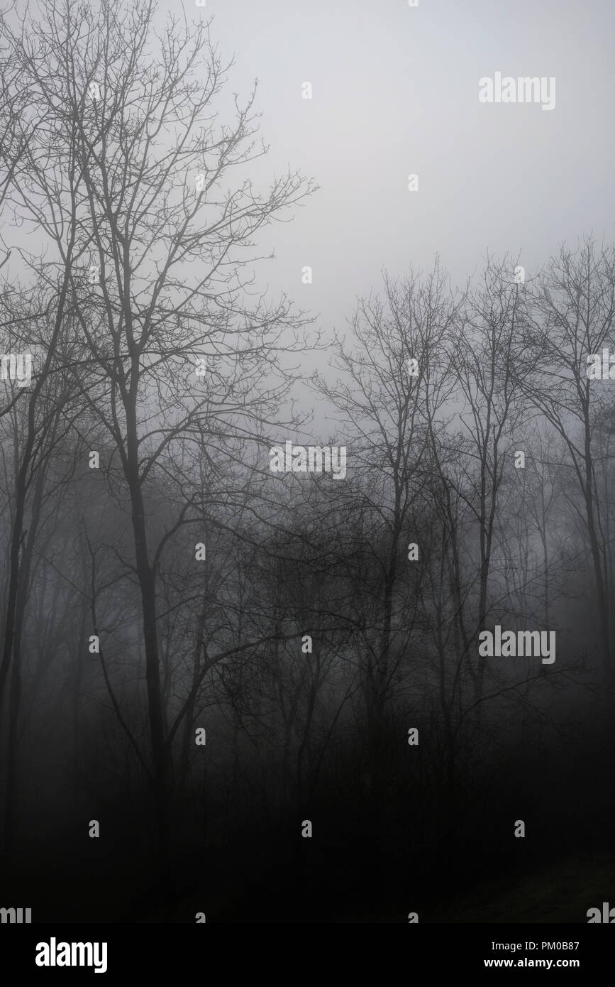 Dramatic moody foggy forest landscape Spring Autumn Fall Stock Photo ...