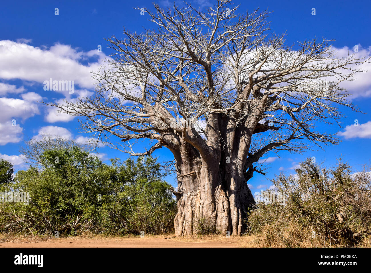Boabab Tree High Resolution Stock Photography and Images - Alamy
