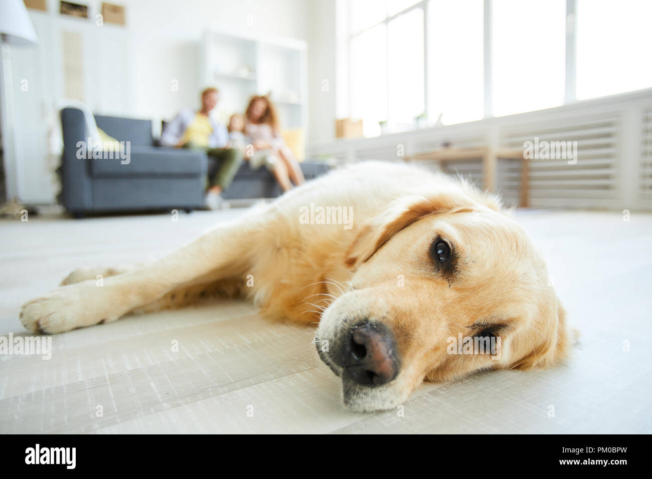 Tired purebred golden retriever lying on the floor of living-room with ...