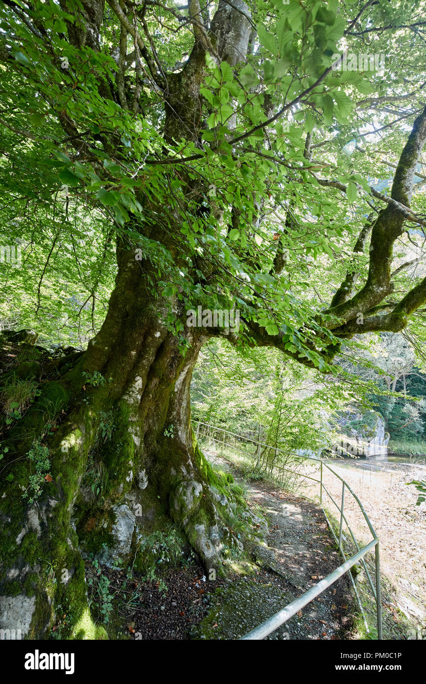 Landscape with a very big, old and twisted beech tree Stock Photo - Alamy