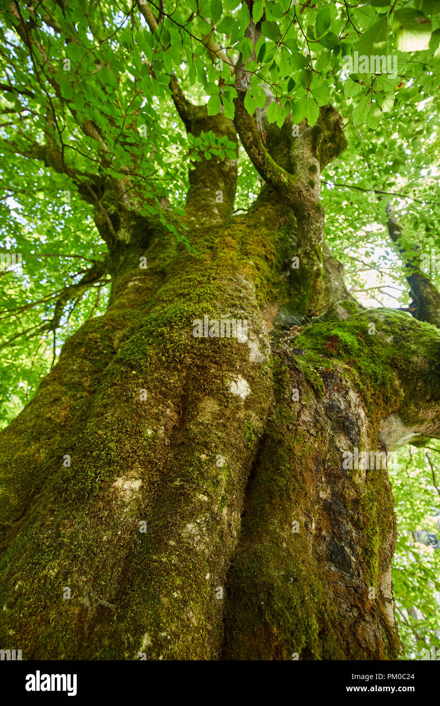 Forest tree old beech wilderness big hi-res stock photography and ...