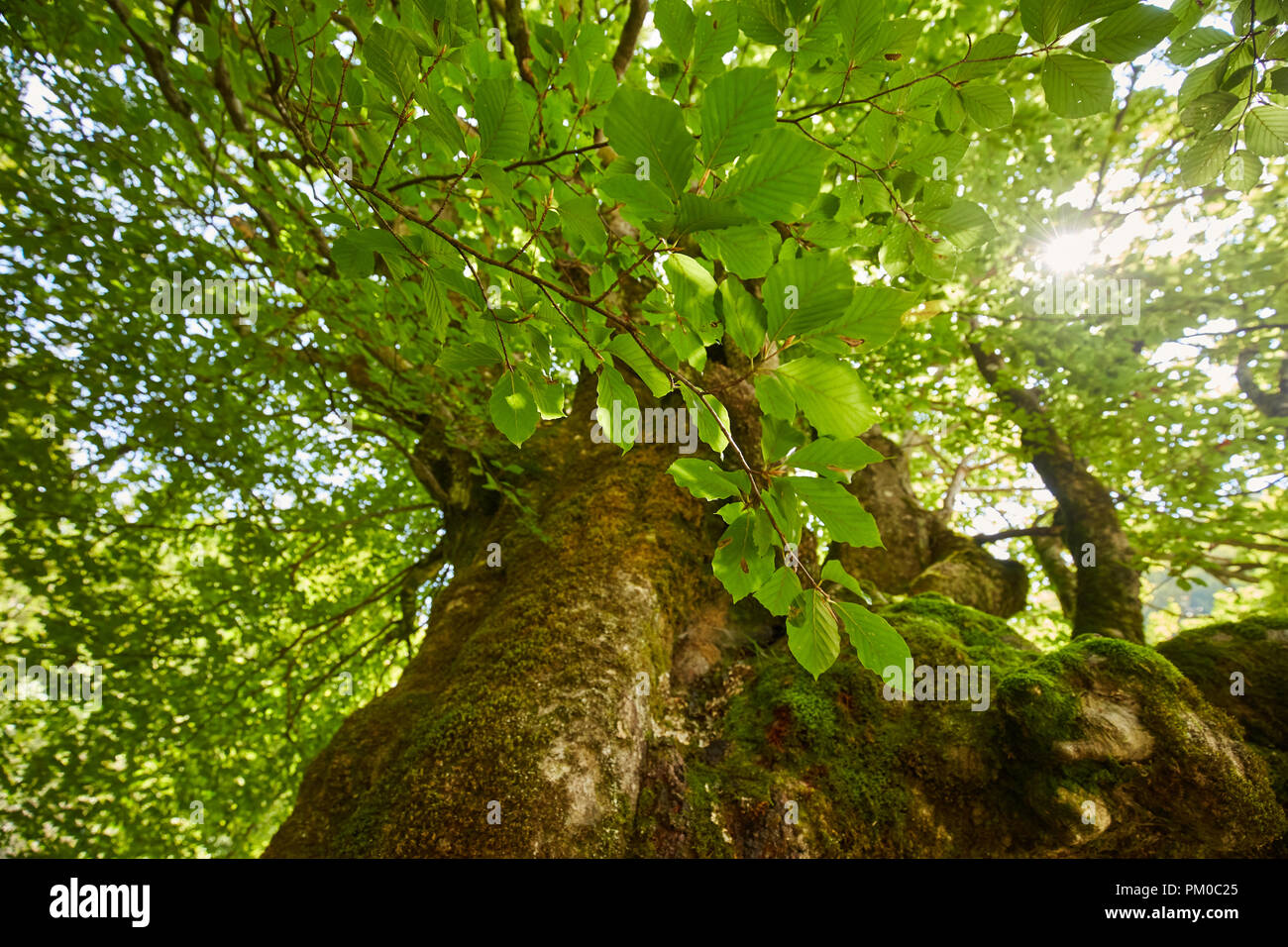 Enormous centennial beech tree during summertime Stock Photo - Alamy