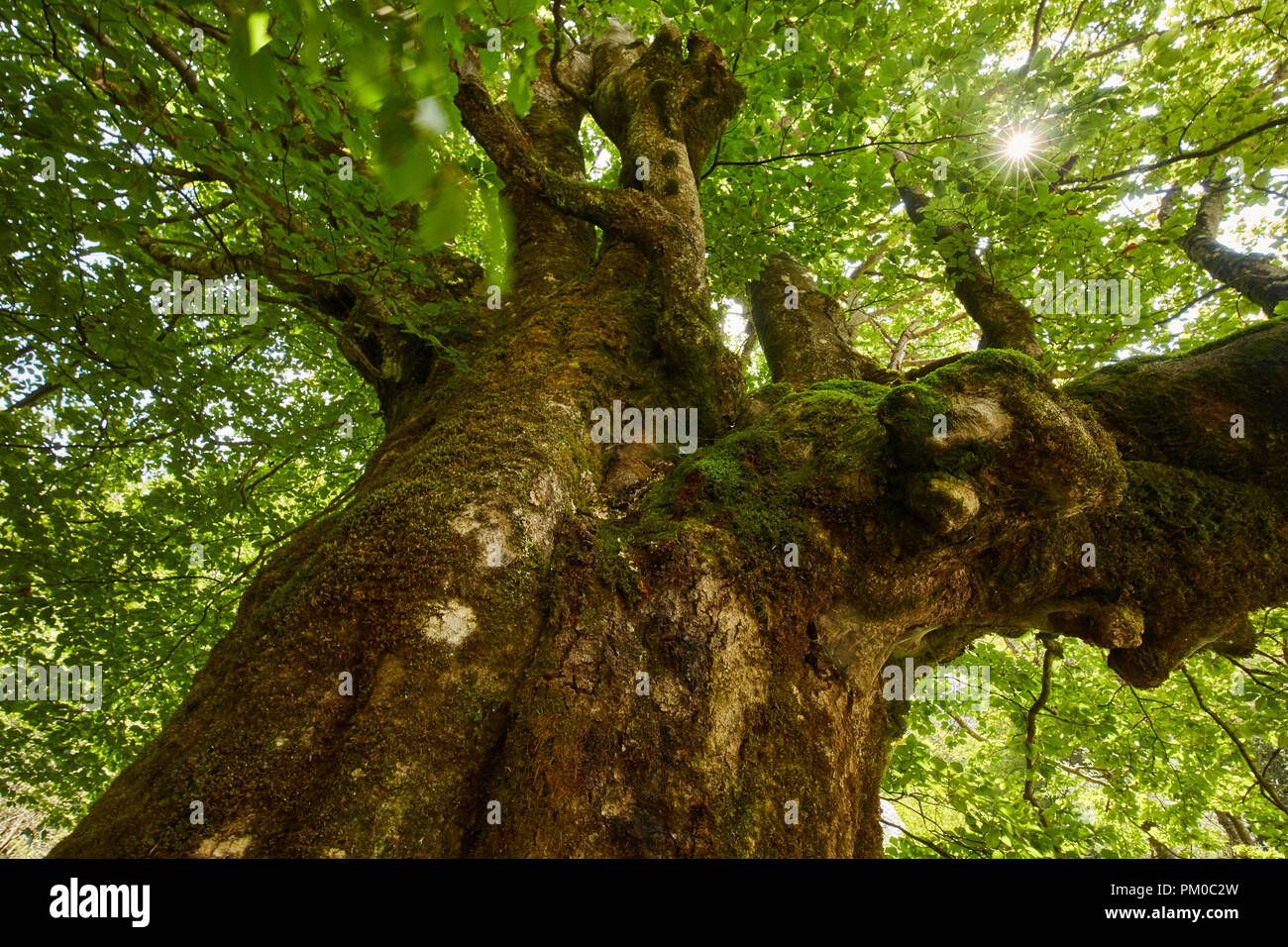 Enormous centennial beech tree during summertime Stock Photo - Alamy