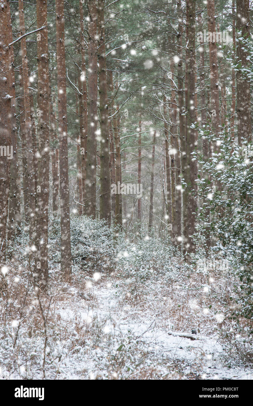 Winter landscape with snow falling and covering ground and foliage in ...