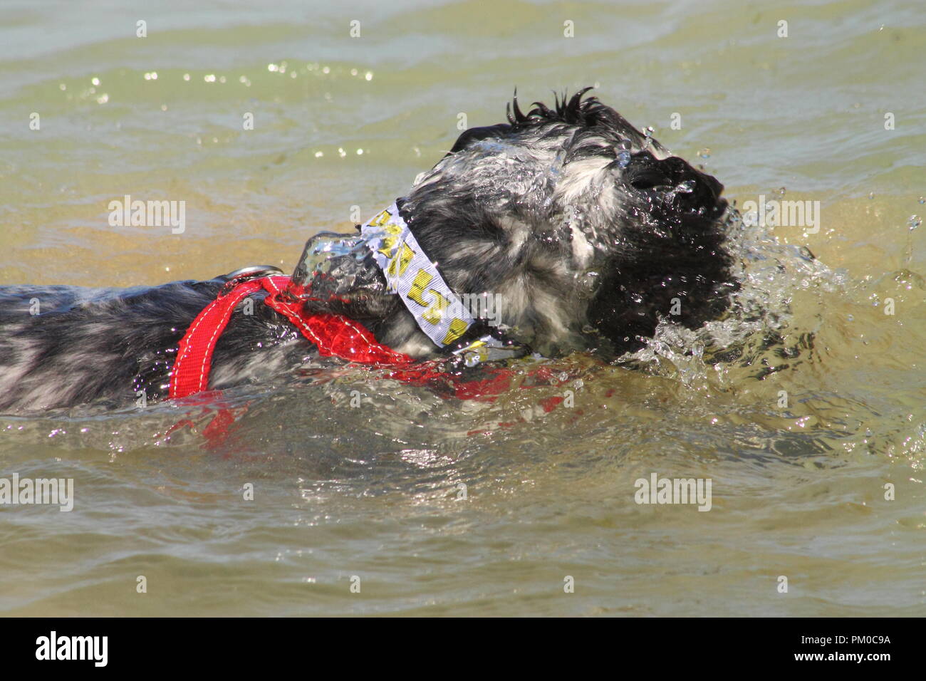 Cocker Spaniel Black White High Resolution Stock Photography and Images ...