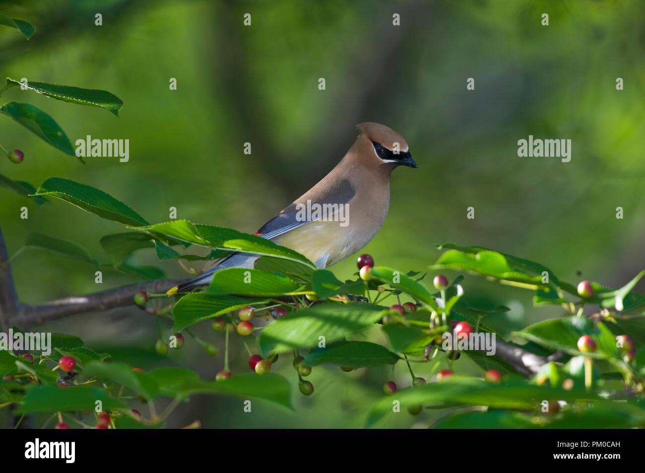 Cedar waxwings :: Bombycilla cedrorum Stock Photo - Alamy