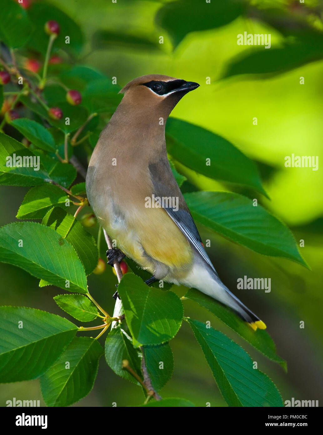 Cedar waxwings :: Bombycilla cedrorum Stock Photo - Alamy