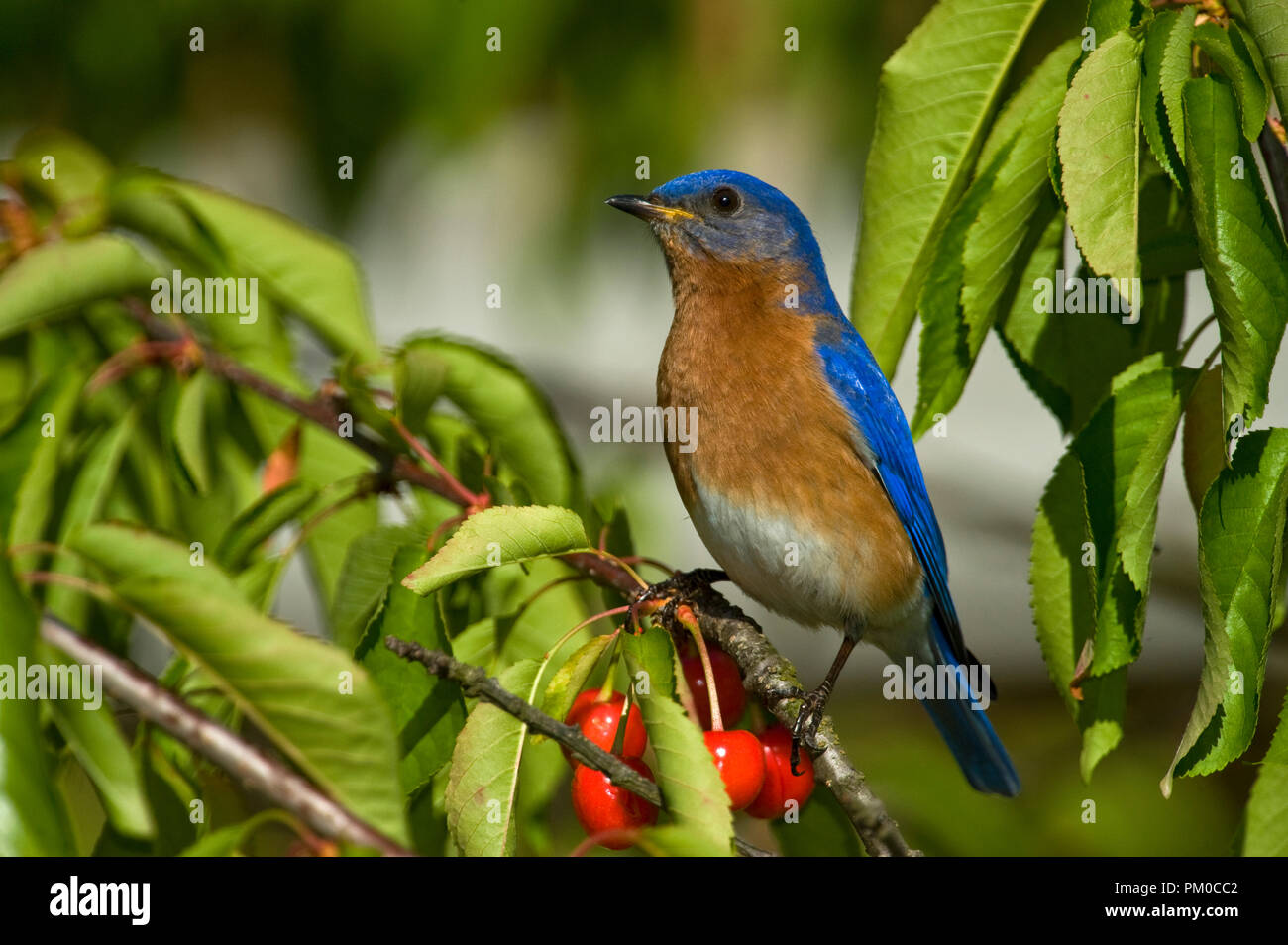 Eastern Bluebird :: Sialia sialis Stock Photo - Alamy