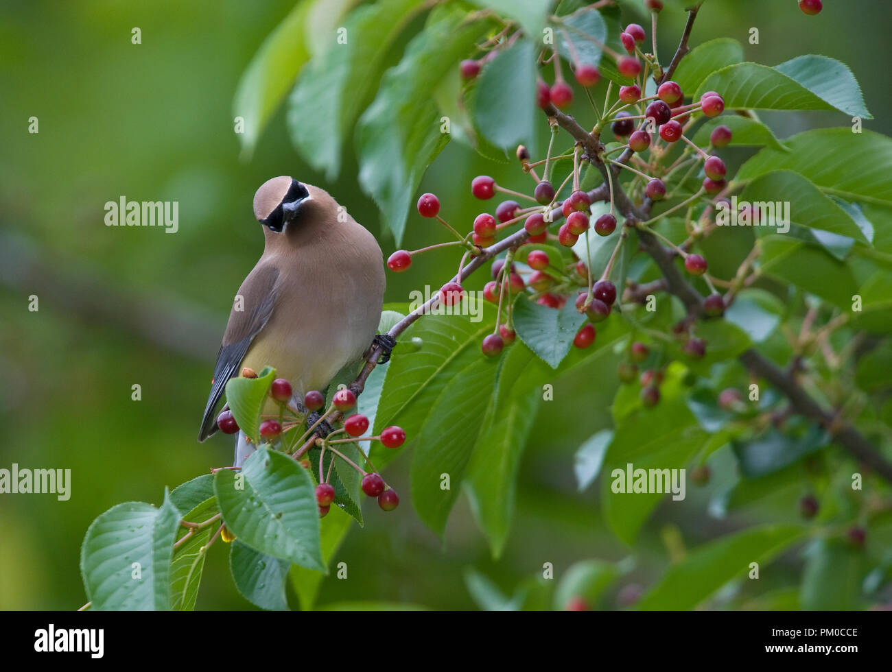 Cedar waxwings :: Bombycilla cedrorum Stock Photo - Alamy