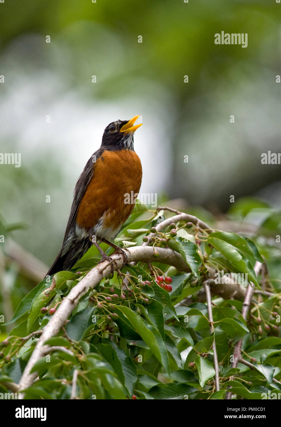 Robin Hand Feeding High Resolution Stock Photography and Images - Alamy