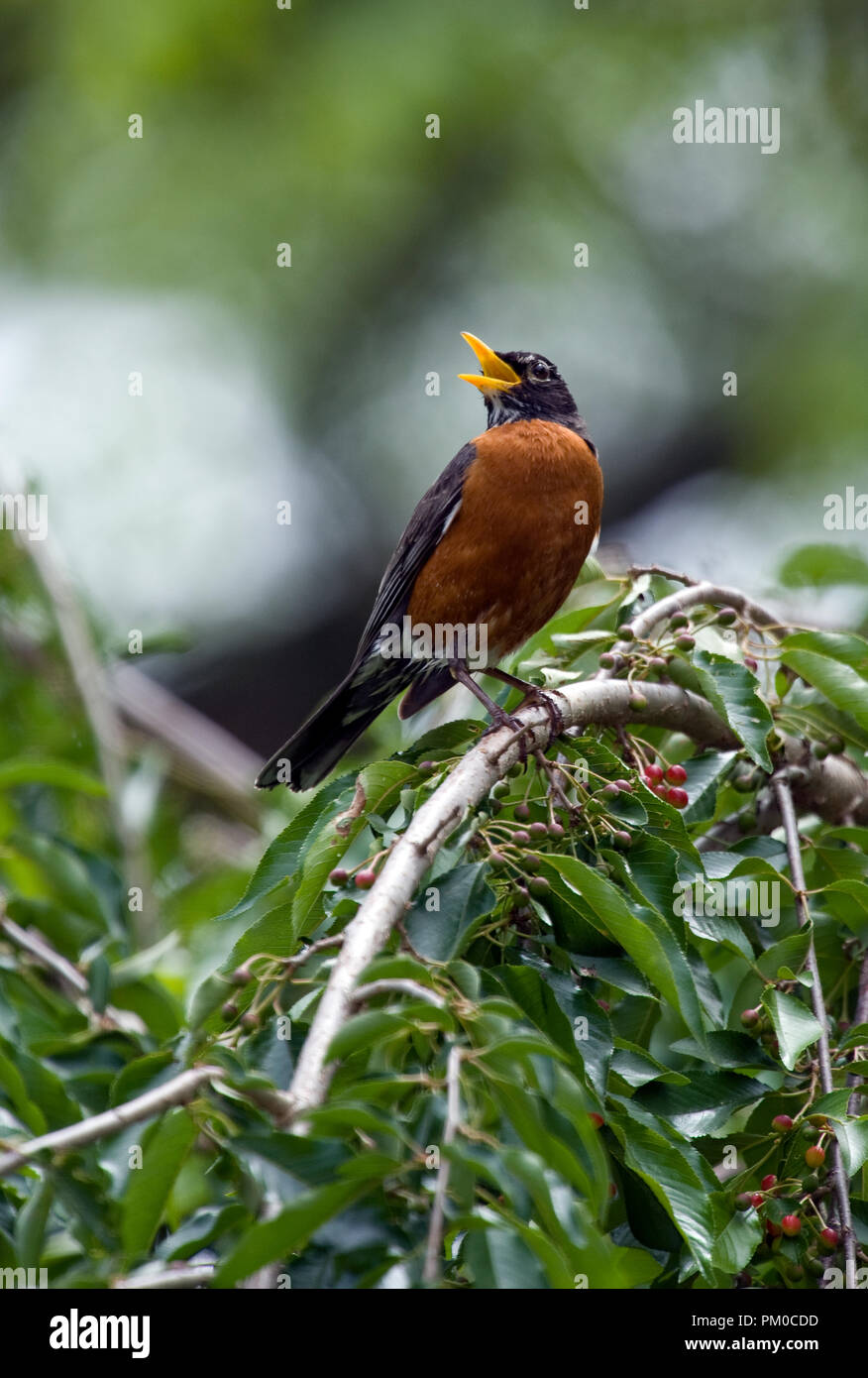 Robin Hand Feeding High Resolution Stock Photography and Images - Alamy