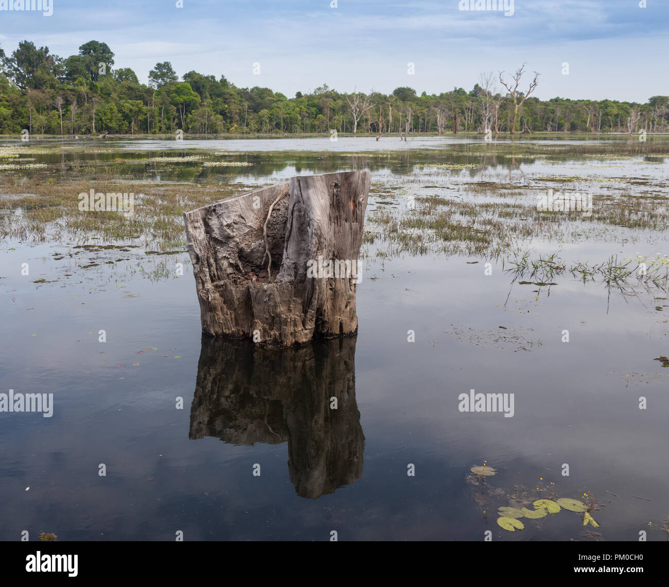 Wetland swamp water grass hi-res stock photography and images - Alamy