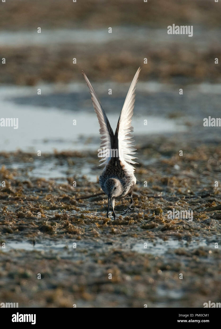 Dunlin nest hi-res stock photography and images - Alamy