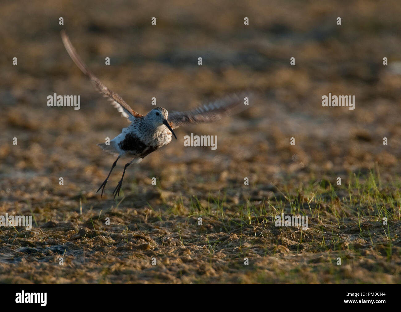 Dunlin nest hi-res stock photography and images - Alamy
