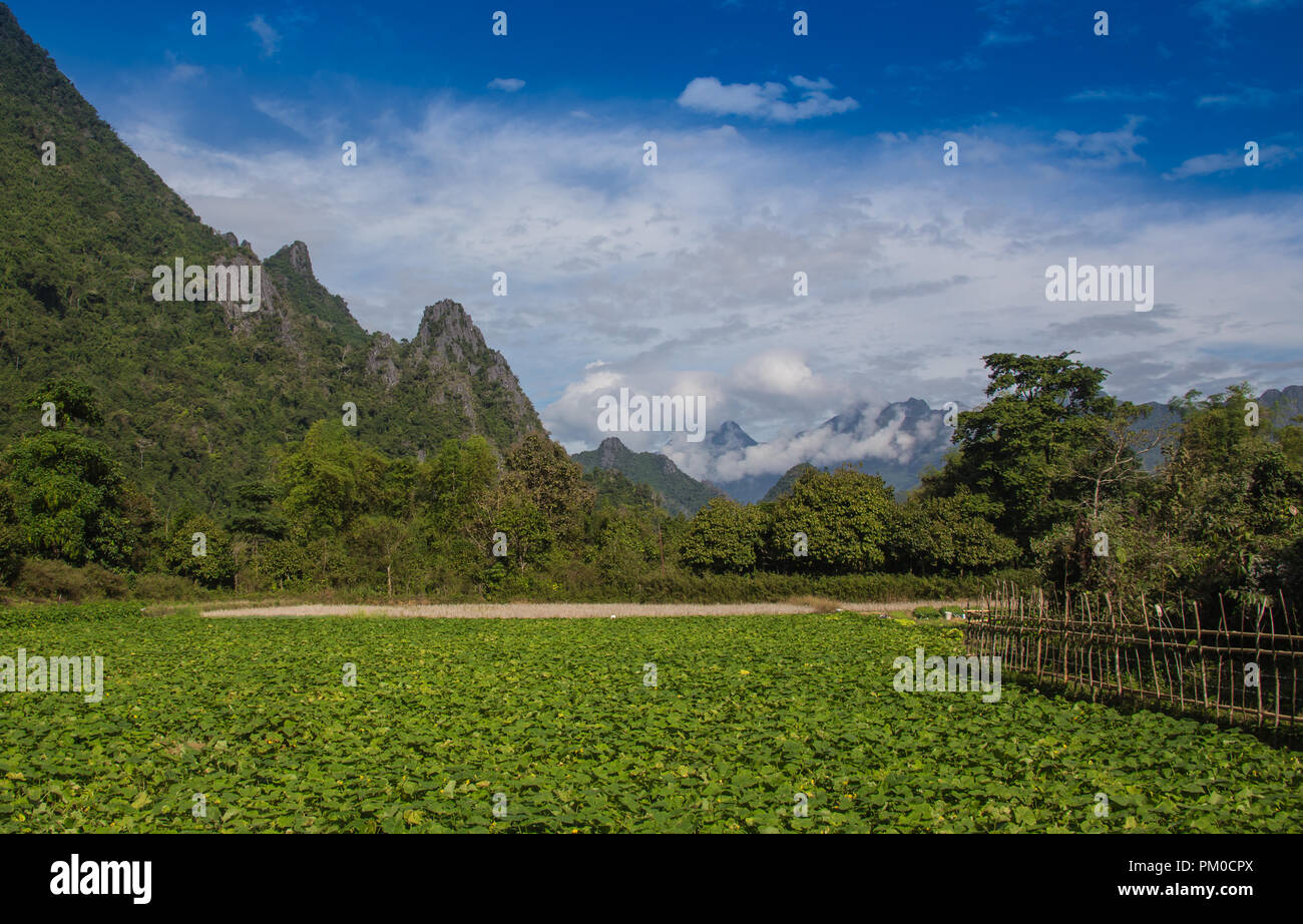 Pastoral green field with long shadows Stock Photo - Alamy