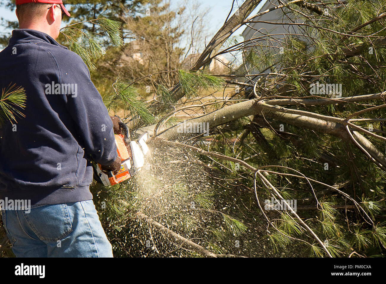 Fallen tree being cut up in large pieces by chainsaw Stock Photo - Alamy