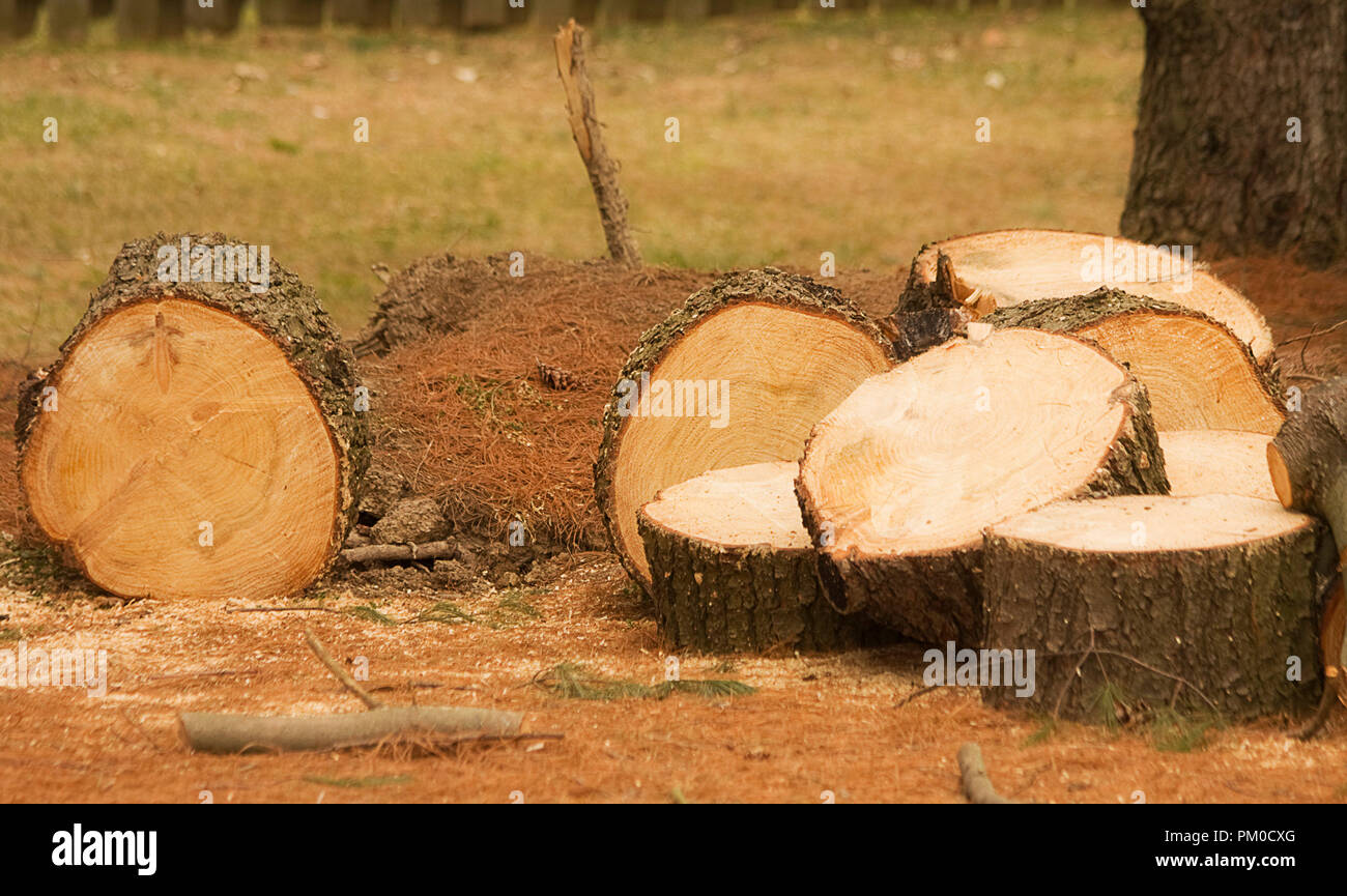 Fallen tree being cut up in large pieces by chainsaw Stock Photo - Alamy