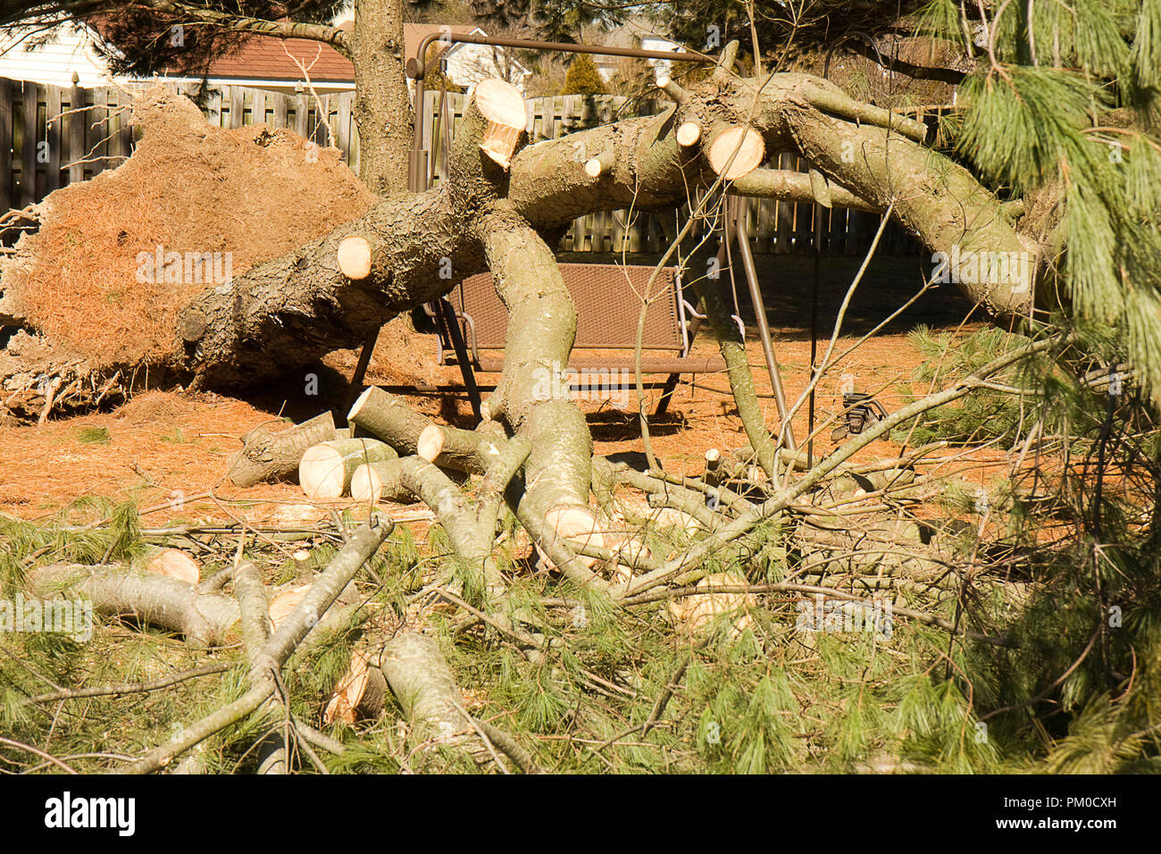Fallen tree being cut up in large pieces by chainsaw Stock Photo - Alamy