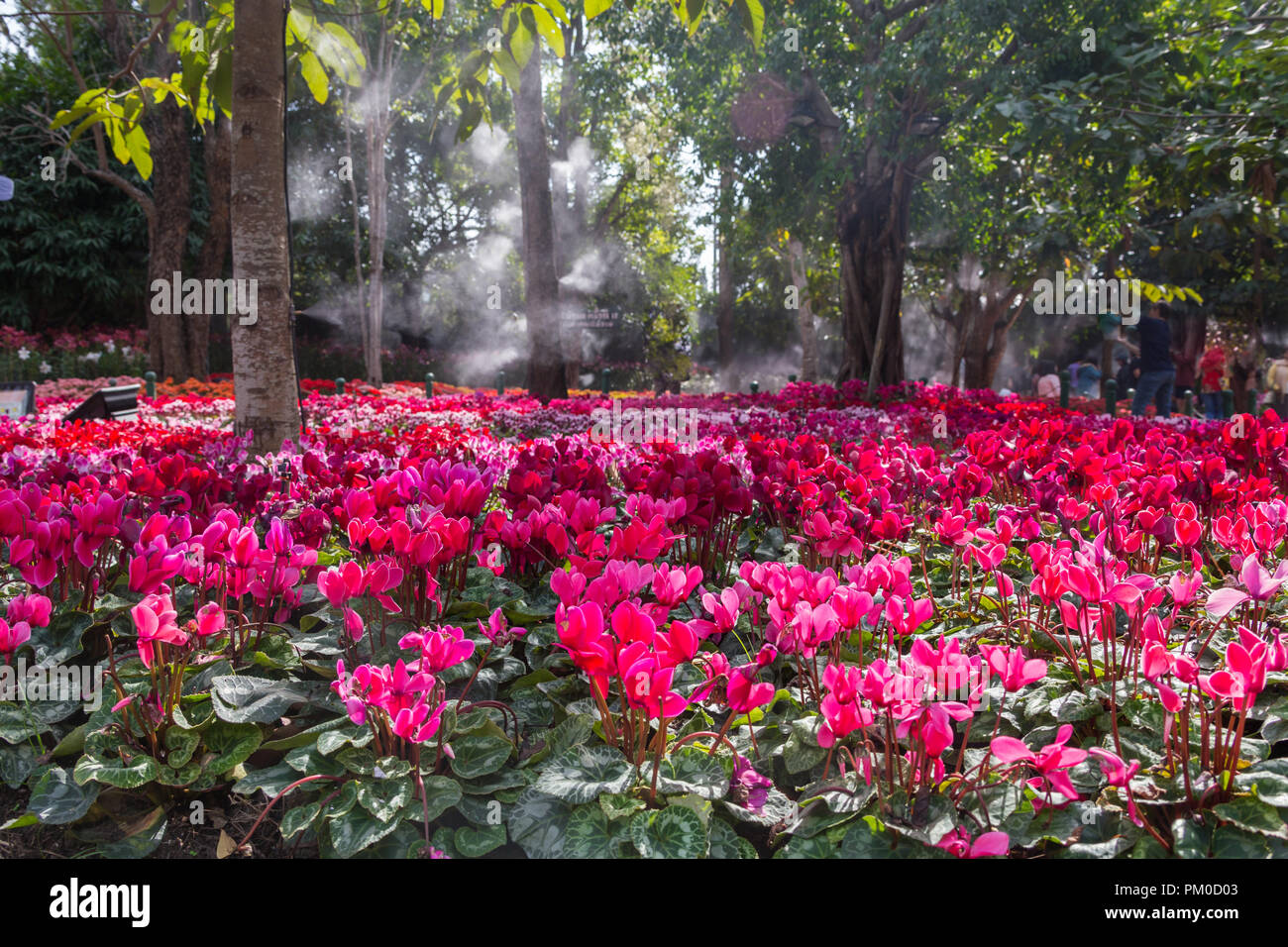 Pelargonium geranium group bright cerise pink flowers Stock Photo - Alamy