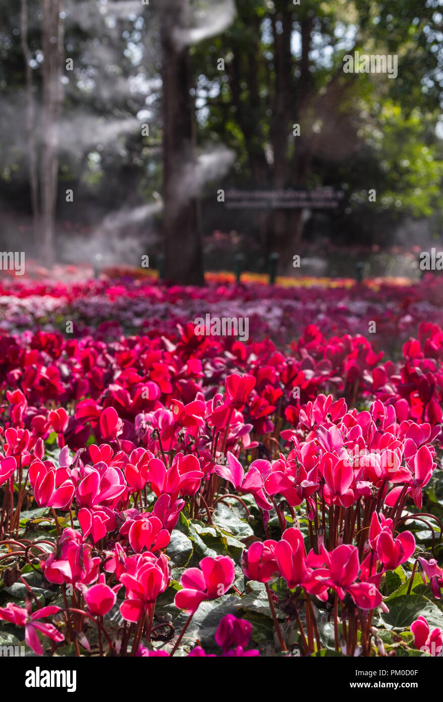 Pelargonium geranium group bright cerise pink flowers Stock Photo - Alamy
