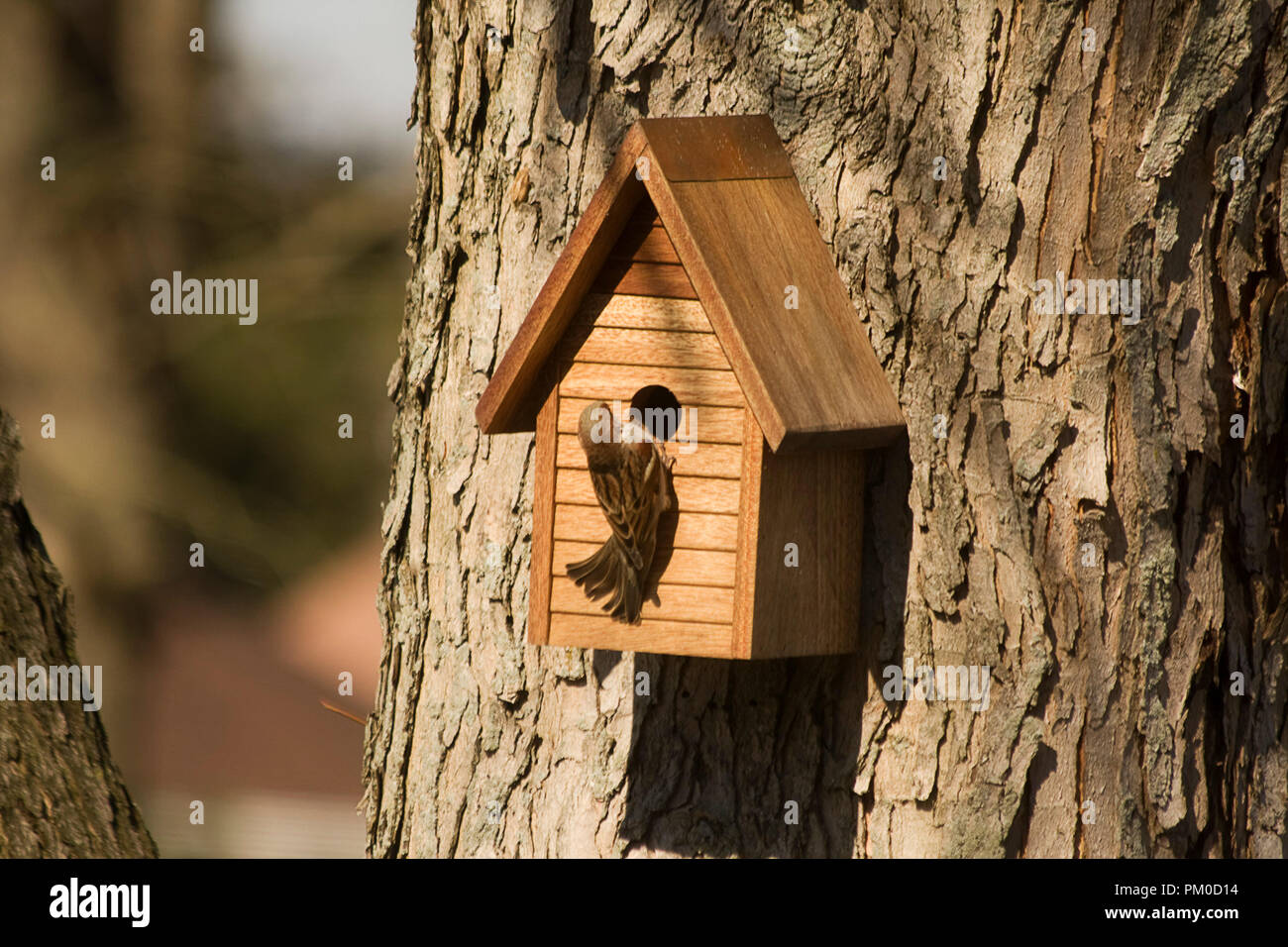 Bird outside of wooden birdhouse on tree Stock Photo - Alamy