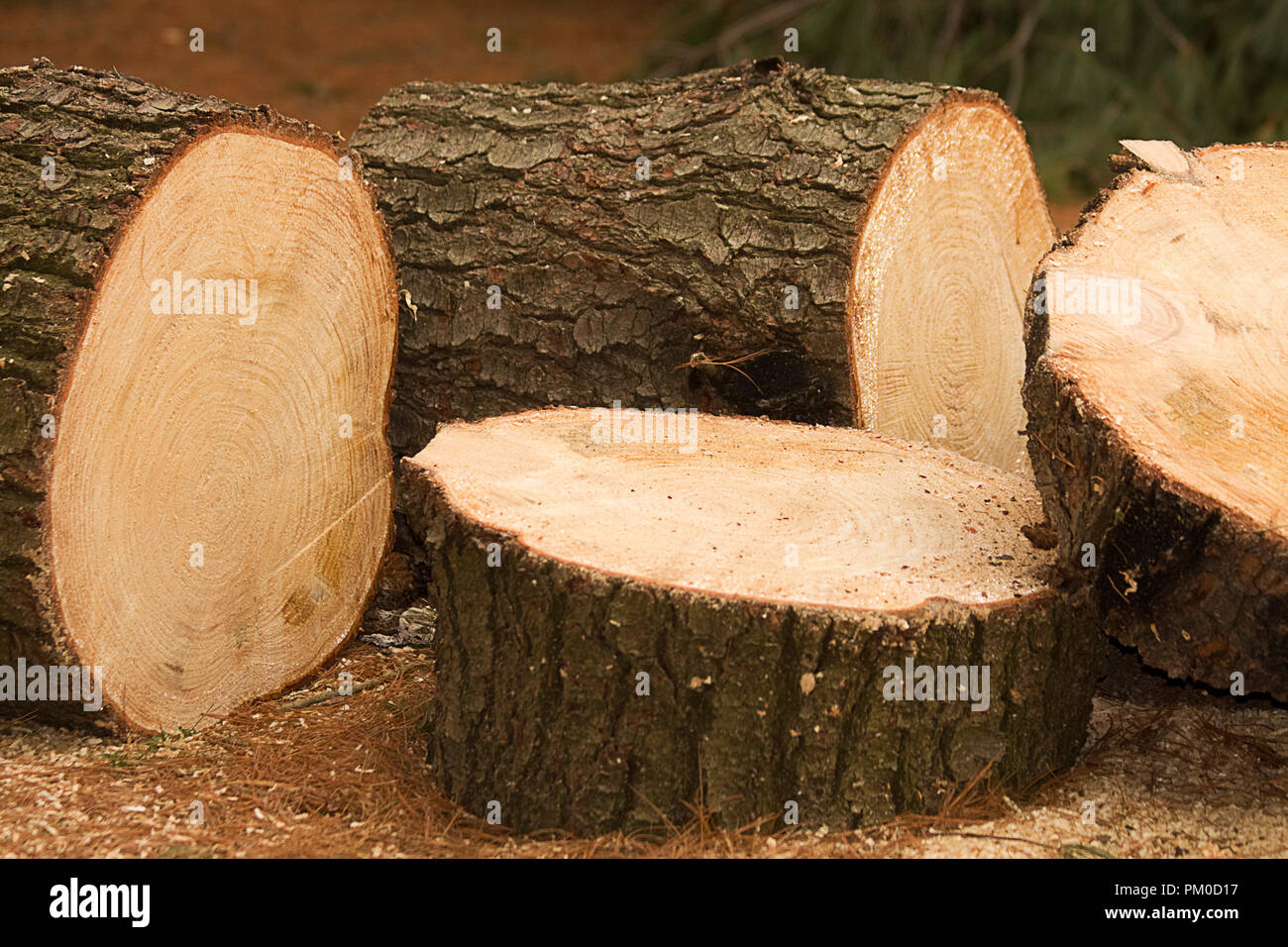 Fallen tree being cut up in large pieces by chainsaw Stock Photo - Alamy