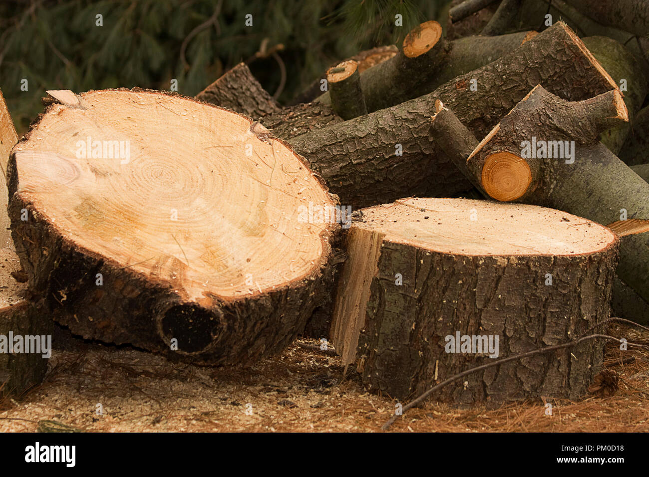 Fallen tree being cut up in large pieces by chainsaw Stock Photo - Alamy