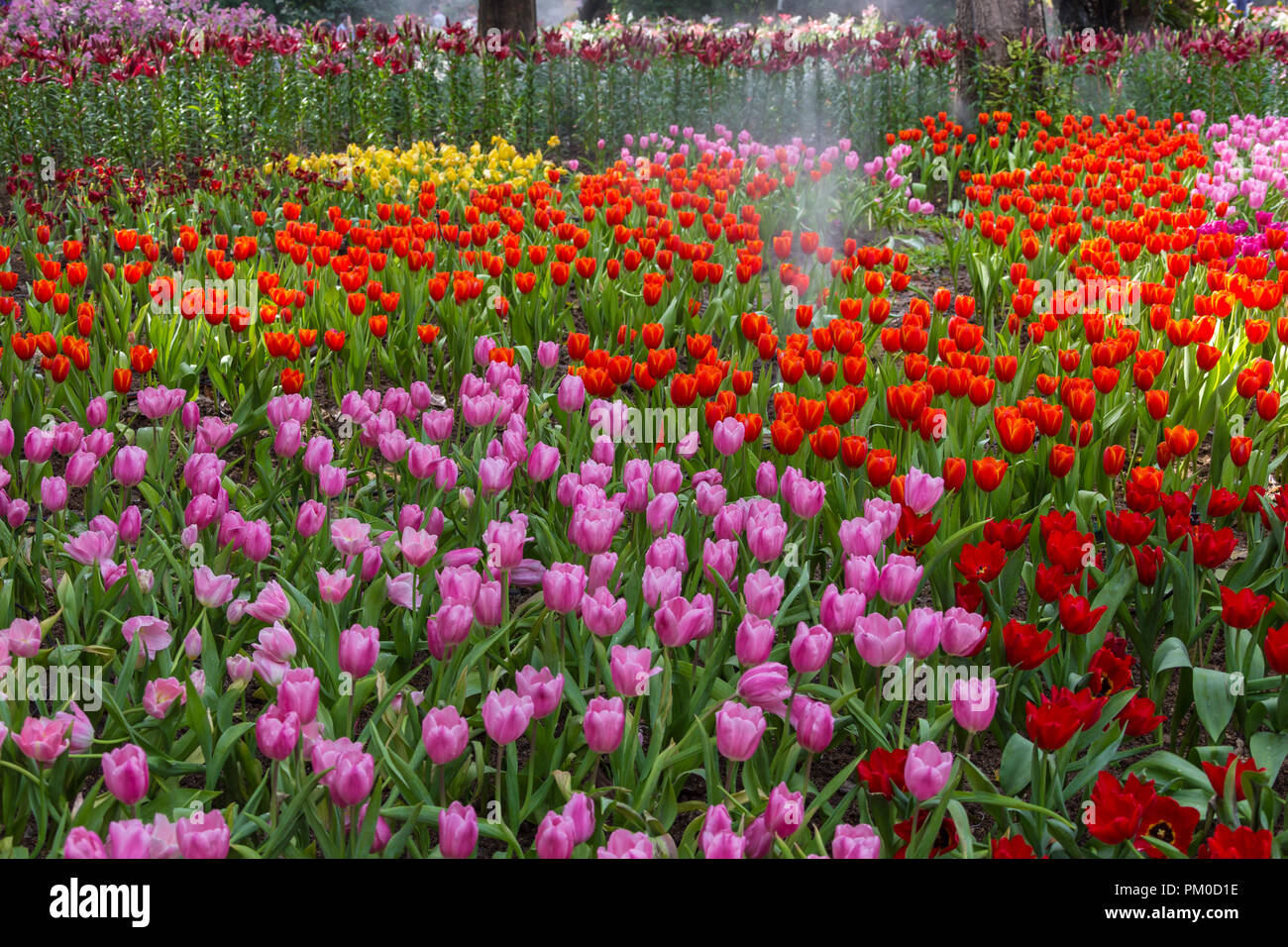 Magical field hi-res stock photography and images - Alamy