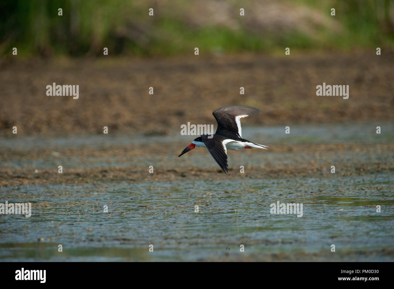 Black Skimmer :: Rynchops niger Stock Photo - Alamy