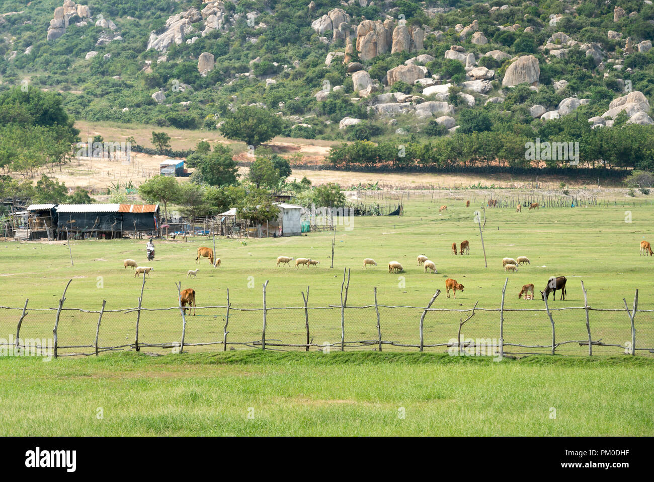 The peaceful scenery on a farmer's farm in the morning Stock Photo - Alamy