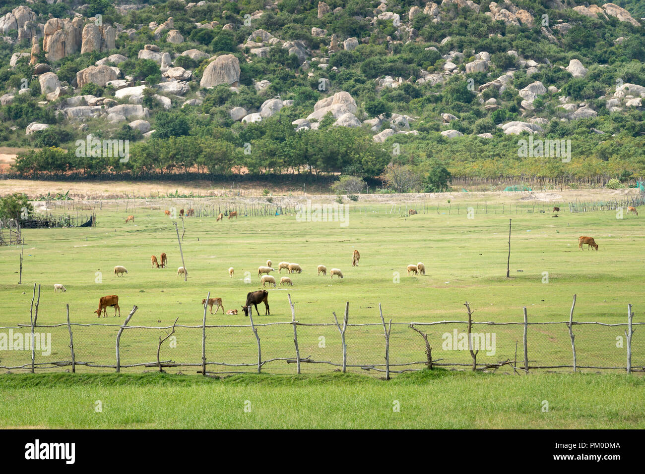 Farmers view sheep in hi-res stock photography and images - Alamy
