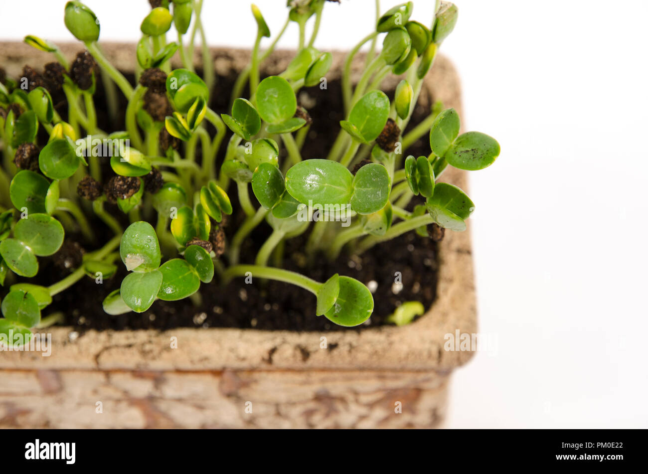 Young sprouts of watermelon in a clay pot on a white background Stock ...