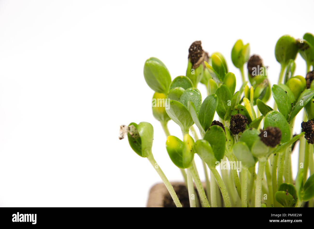 Young sprouts of watermelon in a clay pot on a white background Stock ...