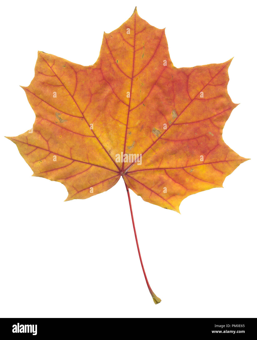 Colorful dry fallen maple tree leaf. Warm colors of the golden autumn ...