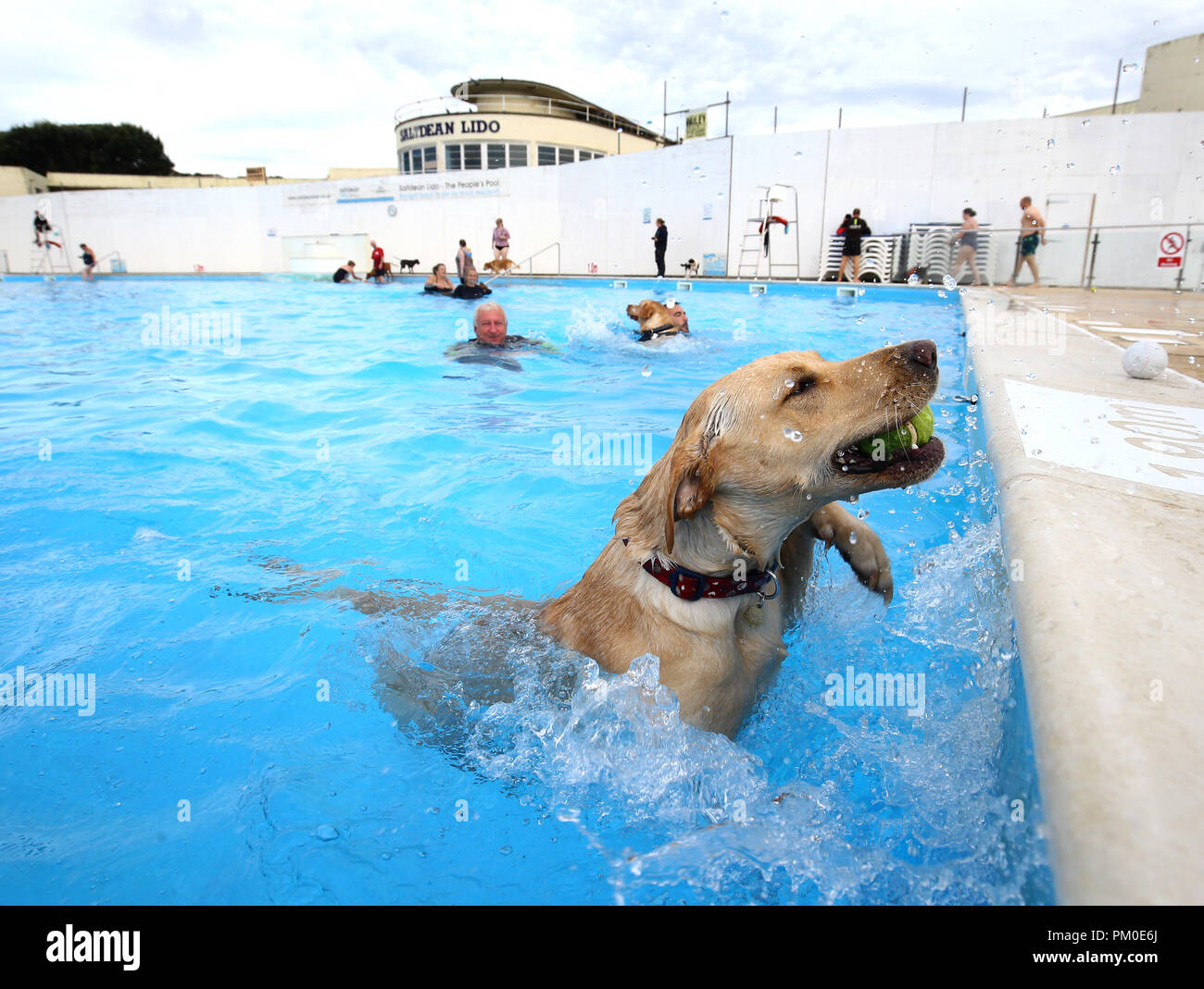 Beau the Labrador swims at Saltdean Lido in Brighton, during the annual ...